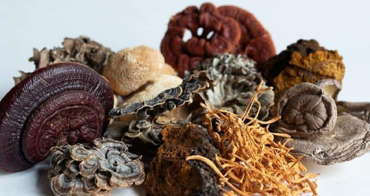 Chaga, Turkey tail, Reishi, Lion's Mane and Cordyceps | Medicinal ...
