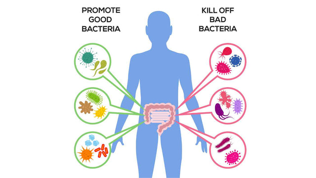 The Impact Of Gut Health Probiotics On Digestion & Overall Well-being
