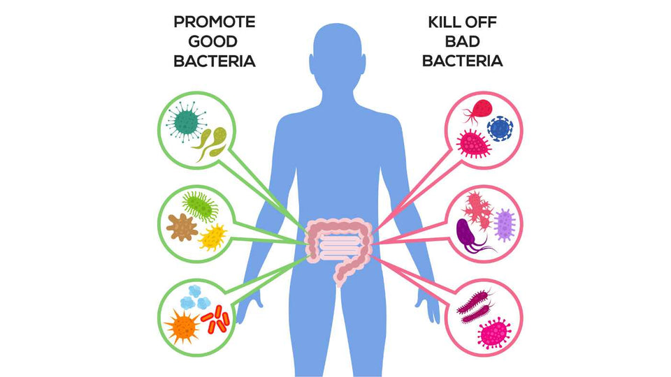 The Impact Of Gut Health Probiotics On Digestion & Overall Well-being