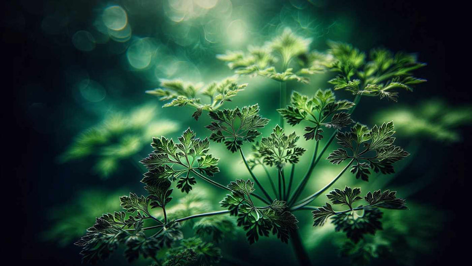 All About Chervil: Using it, Health Benefits, and History