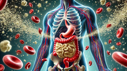 How Magnesium Is Absorbed: Key Factors for Better Health