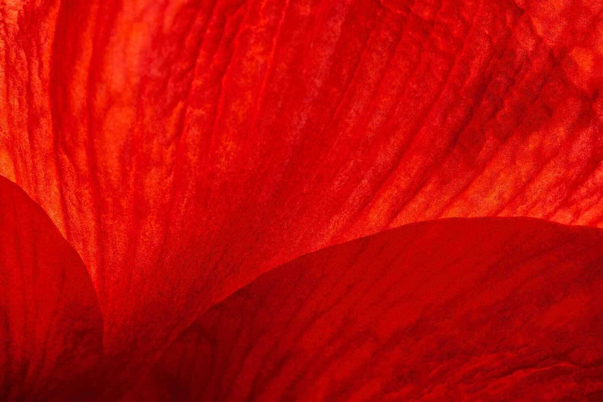 Red Light Therapy for Weight Loss (Light Up & Shrink Your Waistline)