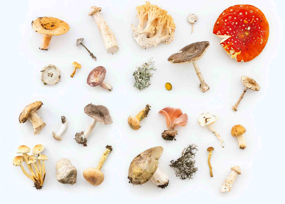Do Mushrooms Have Protein? (Nutritional Profile Explained)