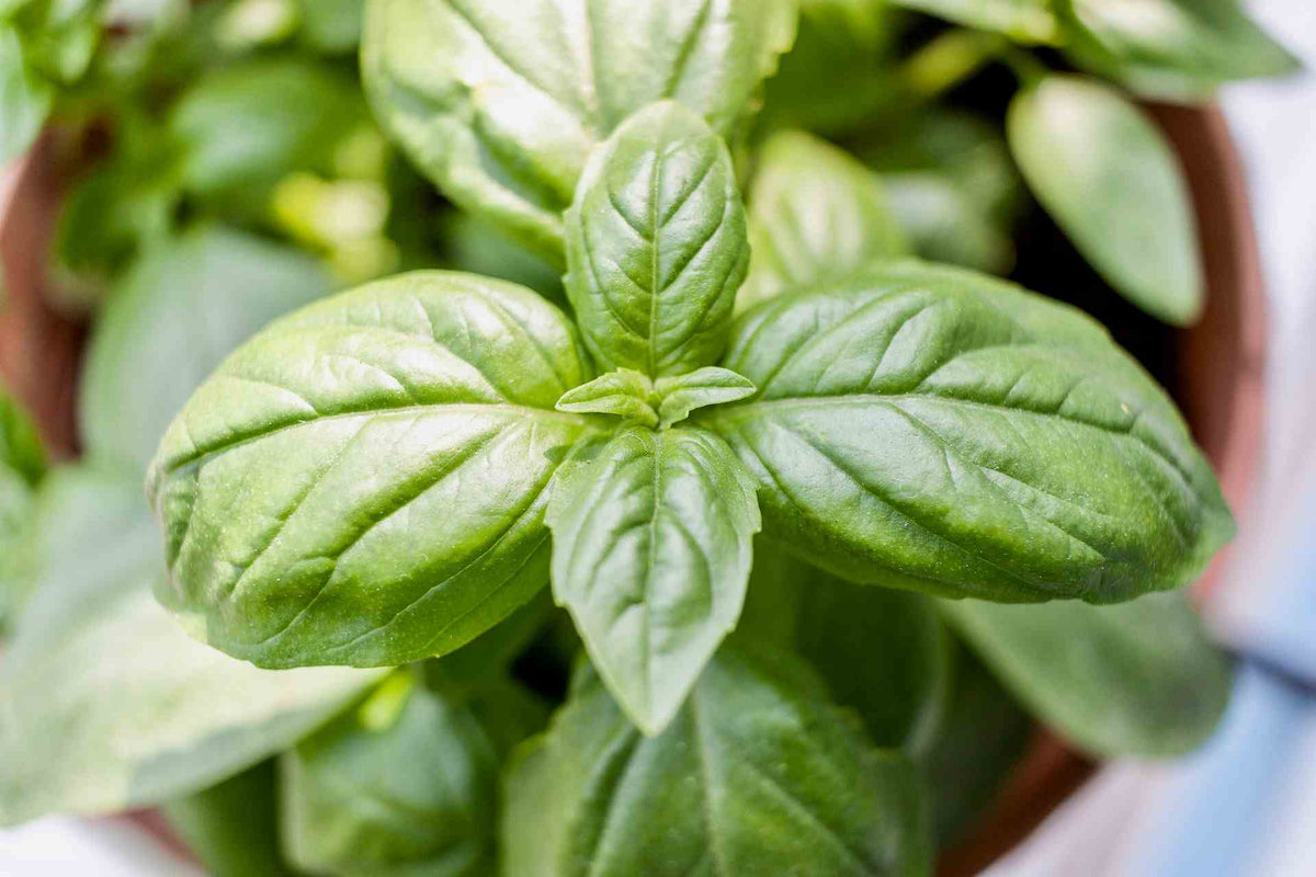 Exploring Basil: Unveiling the Secrets of This Timeless Herb