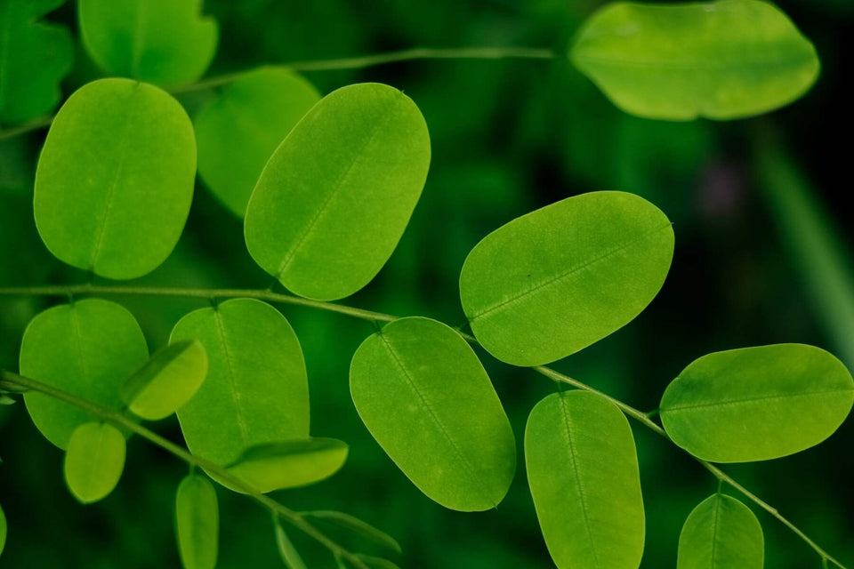 How To Eat Moringa Seeds For Weight Loss