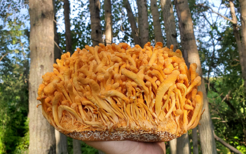 Cordyceps Mushroom: The Unbelievably True Story of This Fungus