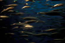 Nothing Fishy About Fish Oil