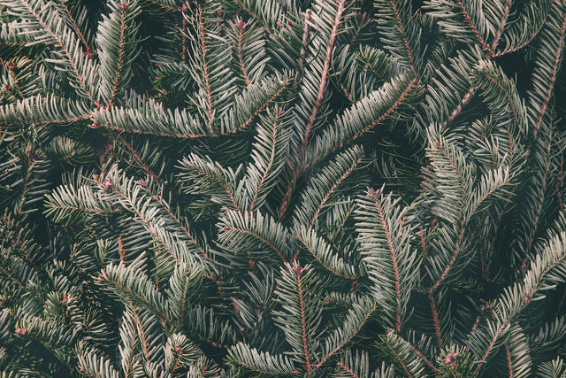 The black spruce tree's needles, twigs, and roots are used to make ...