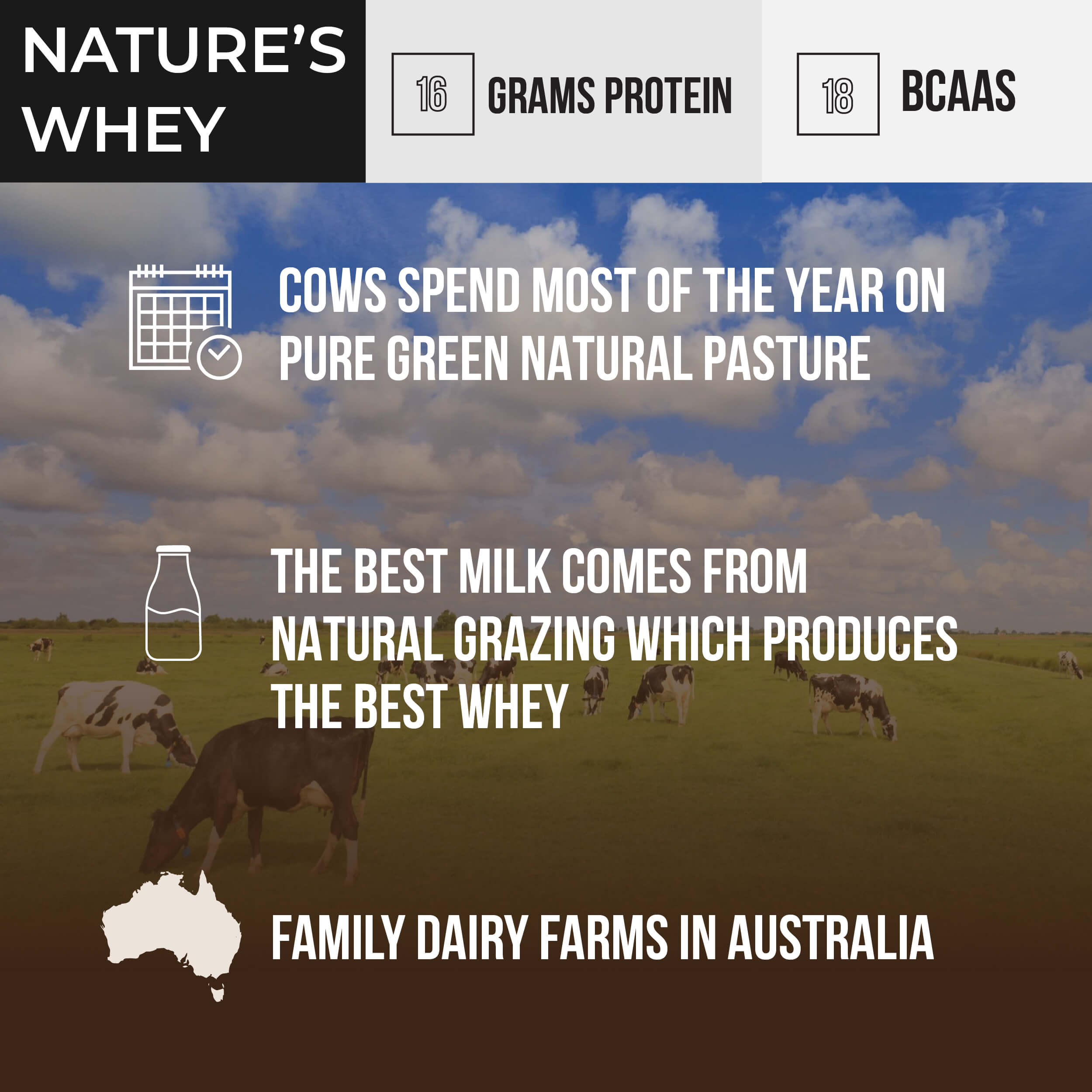 Grass-fed Whey Protein by Wild Foods